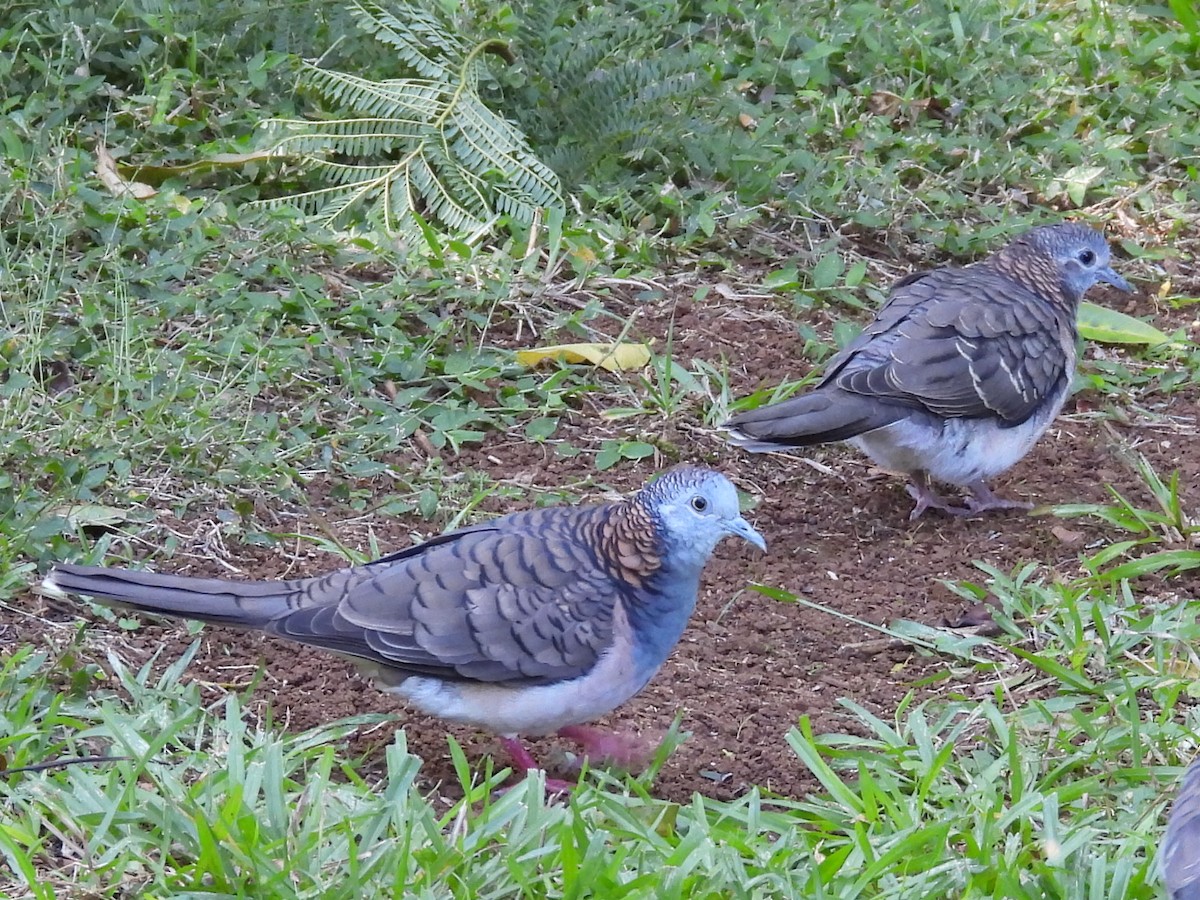 eBird Checklist - 9 Apr 2023 - Bellthorpe Stays (restricted area) - 32 ...