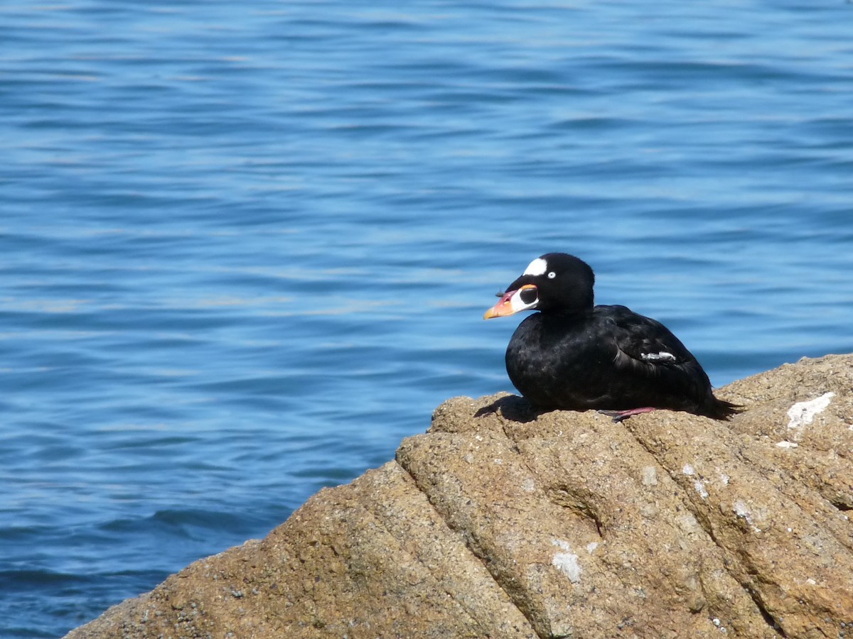 eBird Checklist - 1 Oct 2009 - Pt. Reyes National Seashore - 40 species