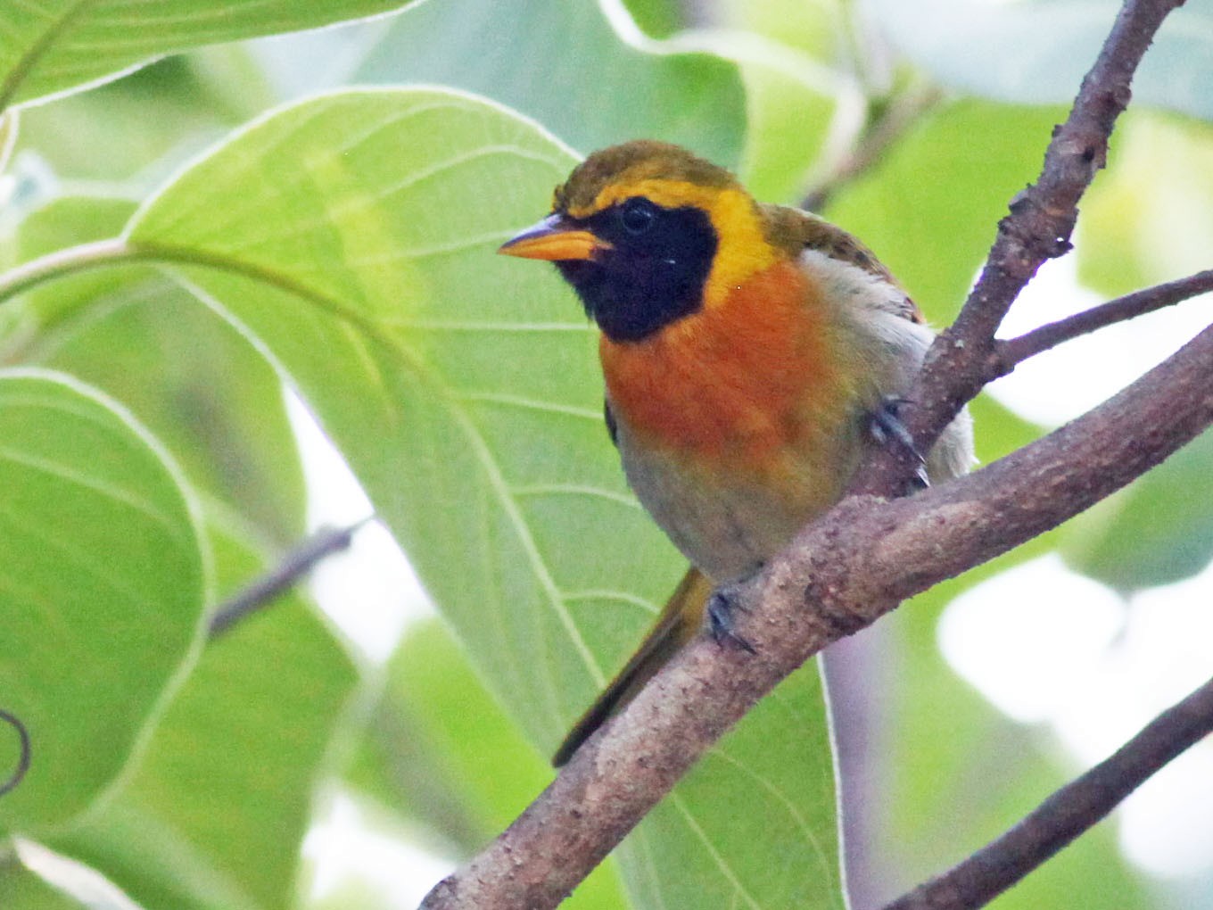 Guira Tanager - eBird