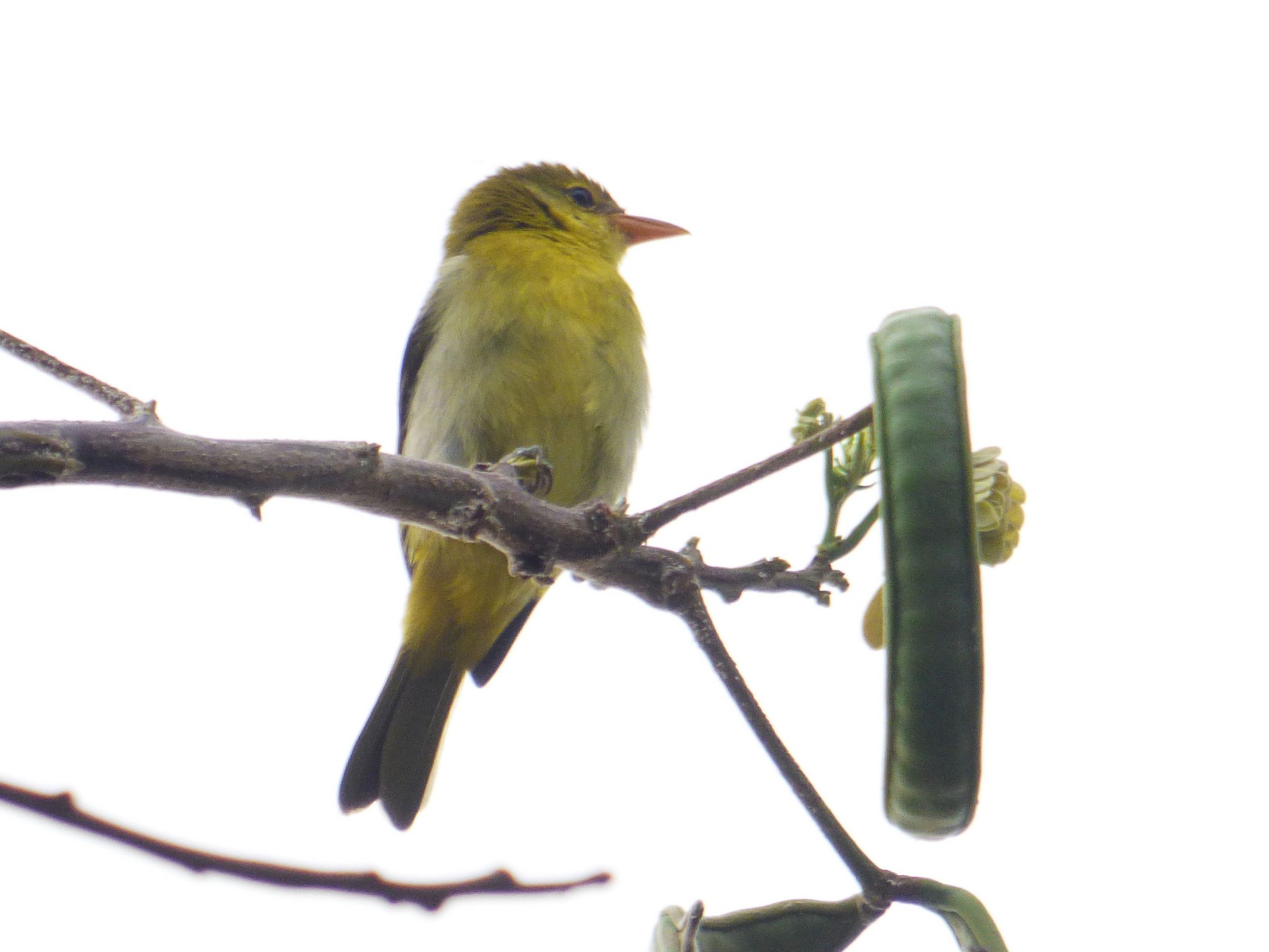 Guira Tanager - eBird