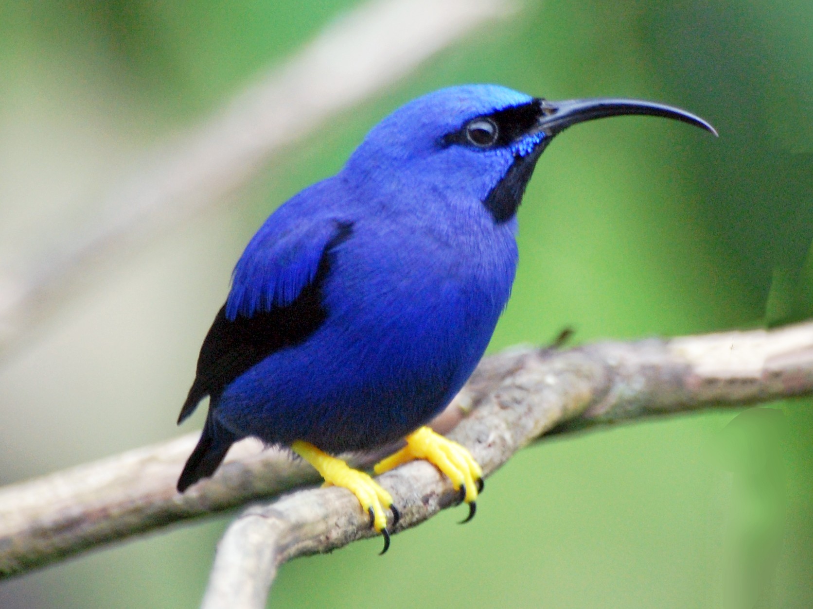 Purple Honeycreeper - eBird
