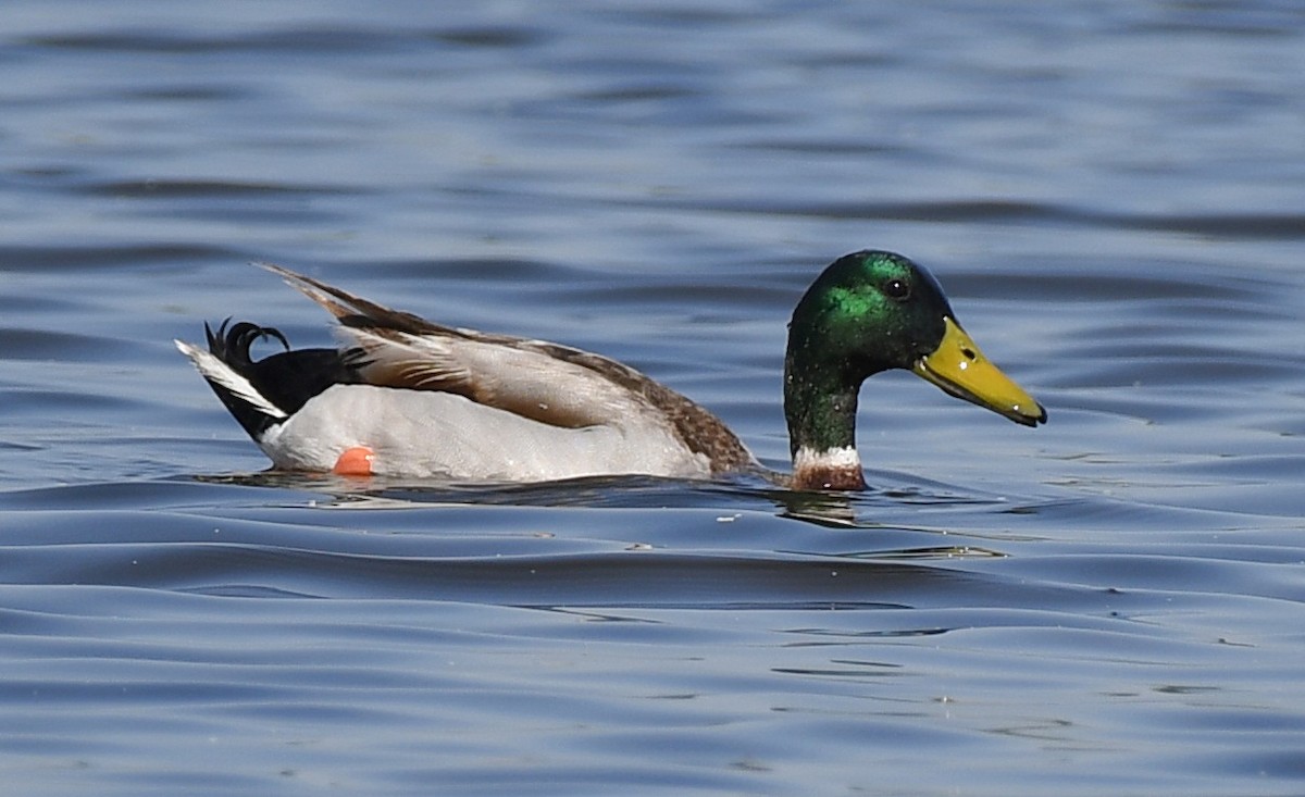 eBird India Checklist - 10 Apr 2023 - Mandothi - 54 species