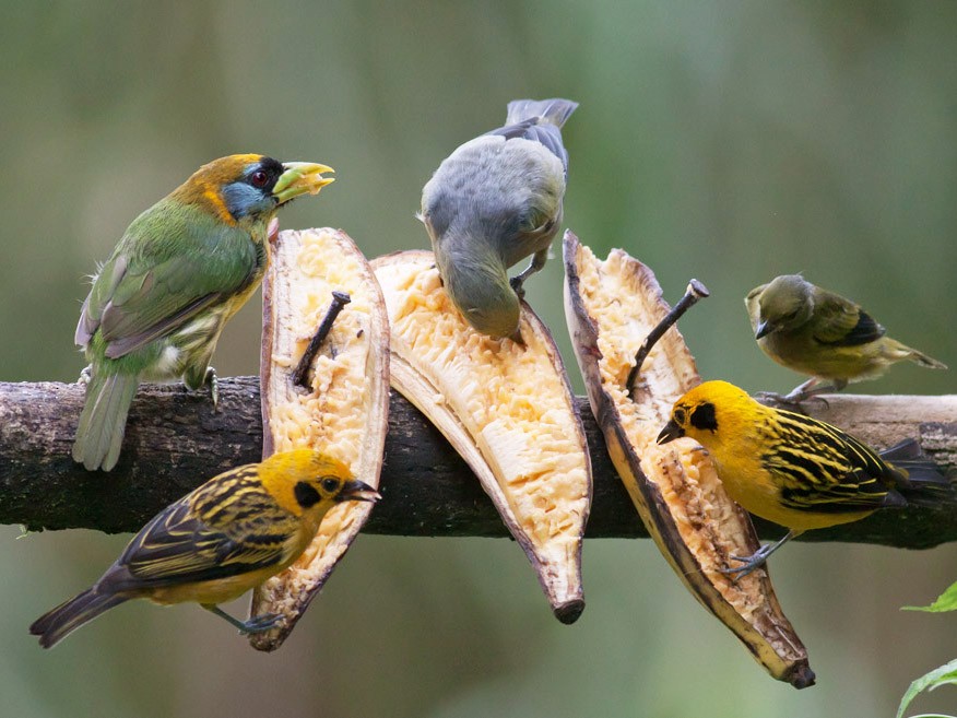 Golden Tanager - eBird