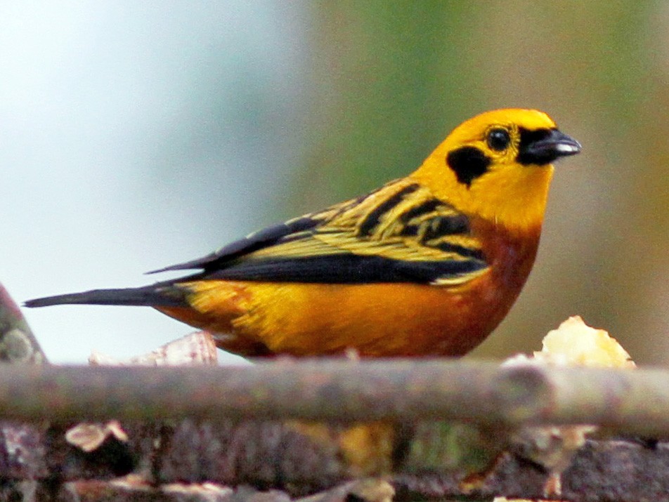 Golden Tanager - eBird