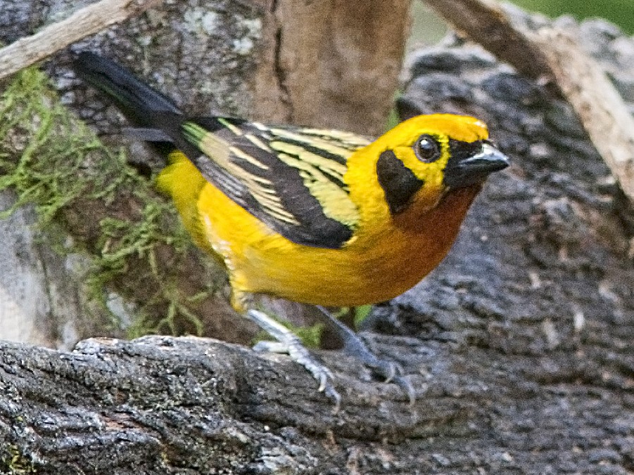 Tangara dorada - eBird