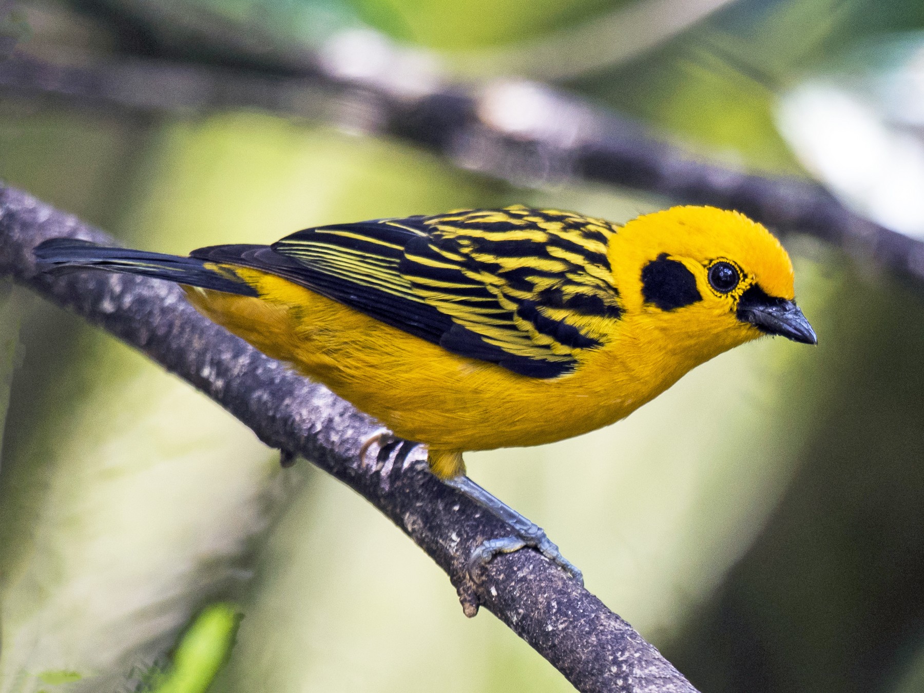 Golden Tanager - eBird