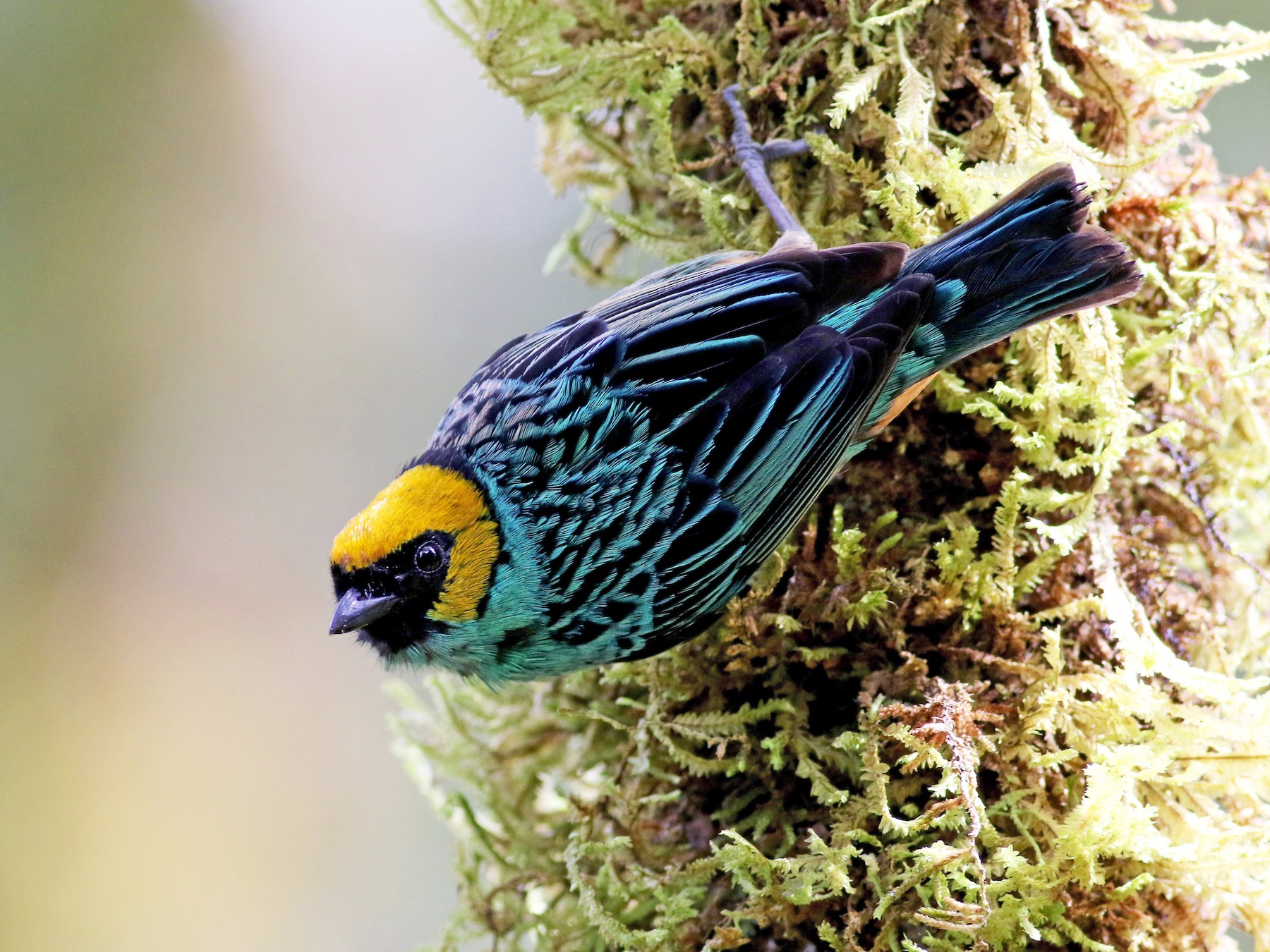 Saffron-crowned Tanager - eBird