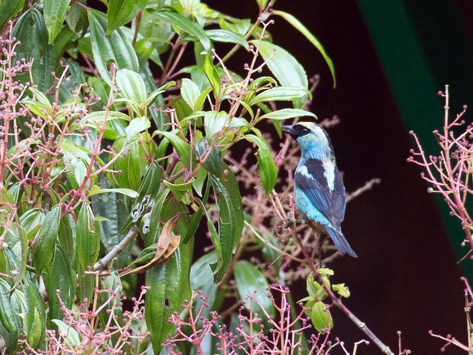 Metallic-green Tanager - eBird