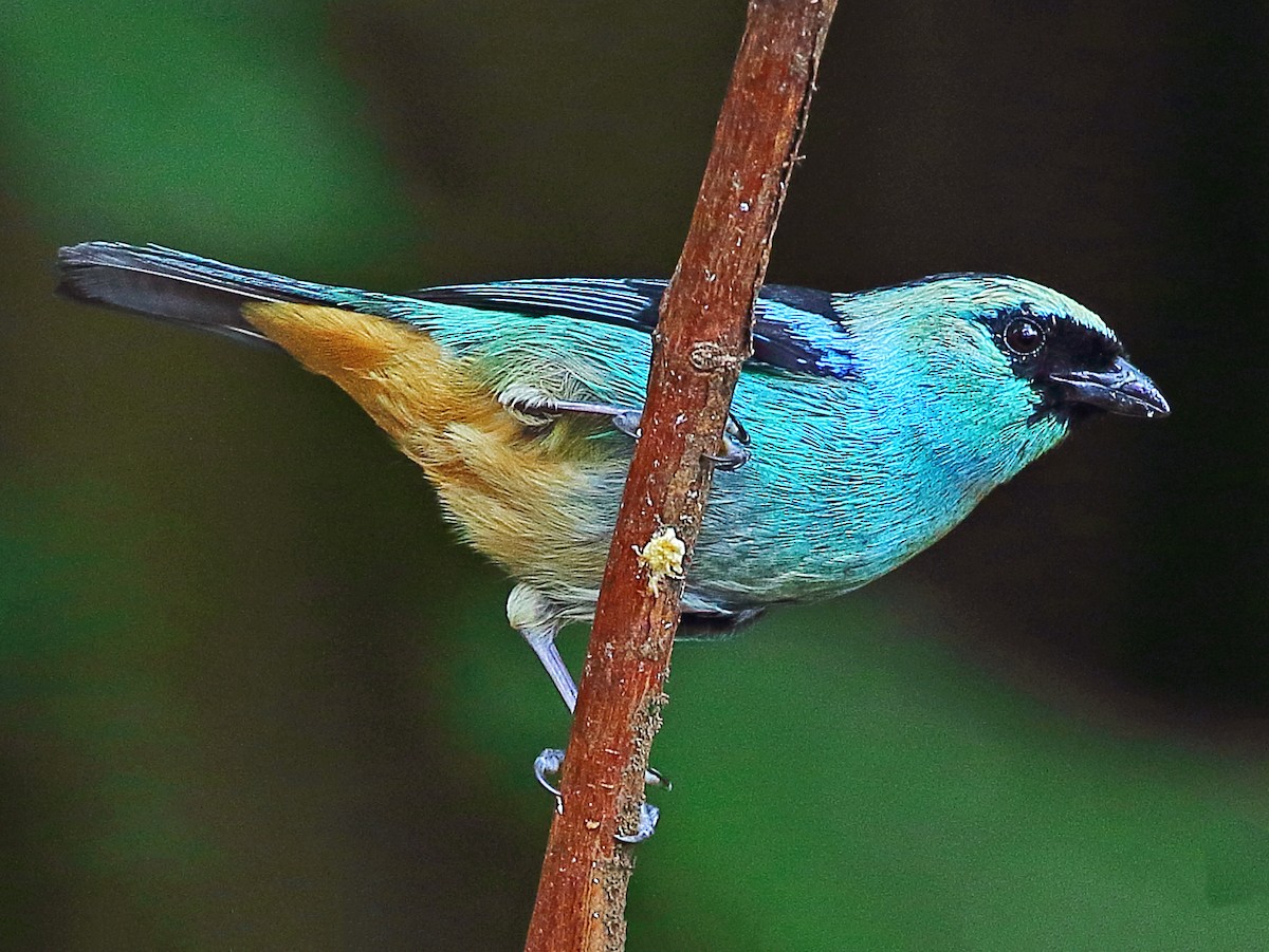 Metallic-green Tanager - Tangara labradorides - Birds of the World