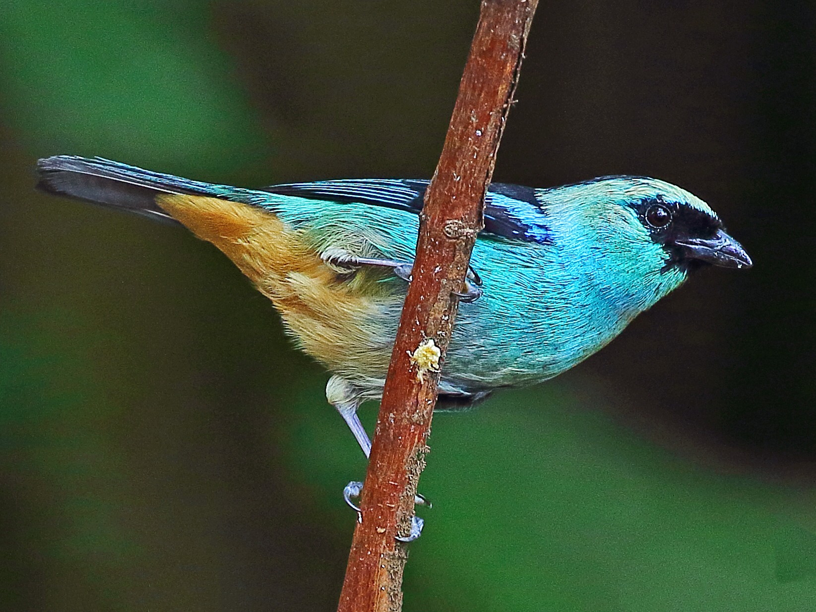 Metallic-green Tanager - eBird