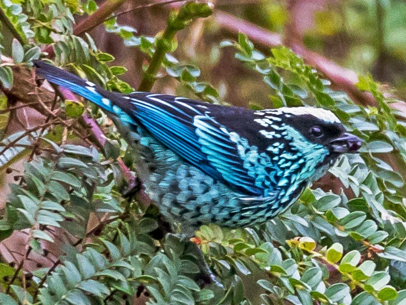 Beryl-spangled Tanager - eBird