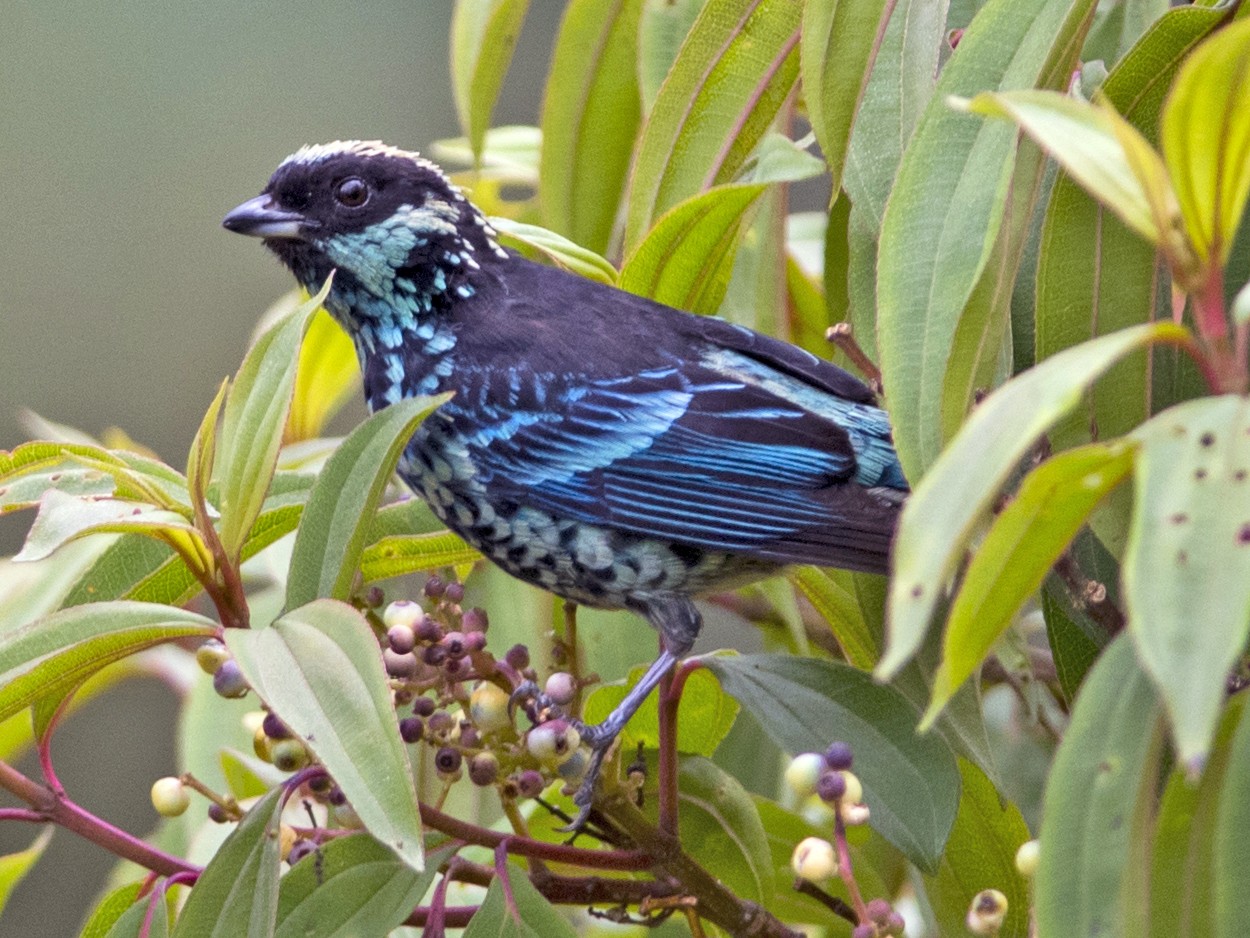 Beryl-spangled Tanager - eBird