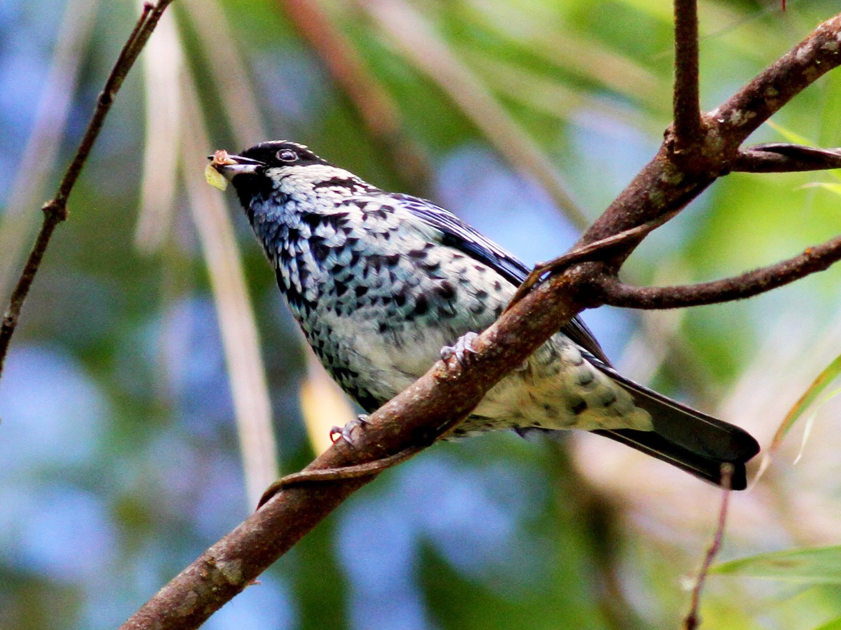 Beryl-spangled Tanager - eBird