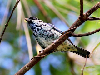 Beryl-spangled Tanager - eBird