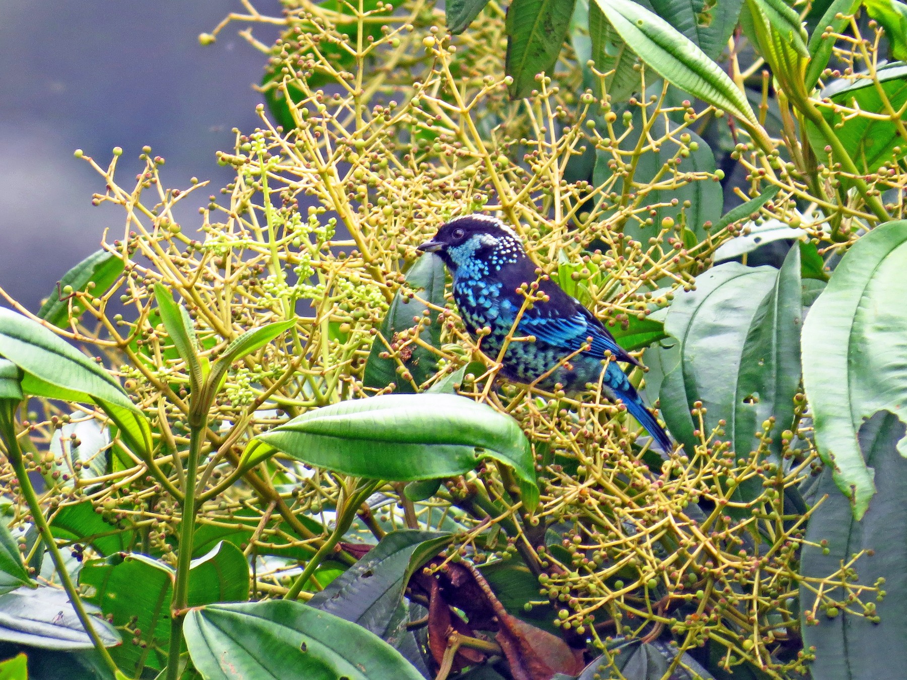 Beryl-spangled Tanager - eBird