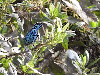 Beryl-spangled Tanager - eBird