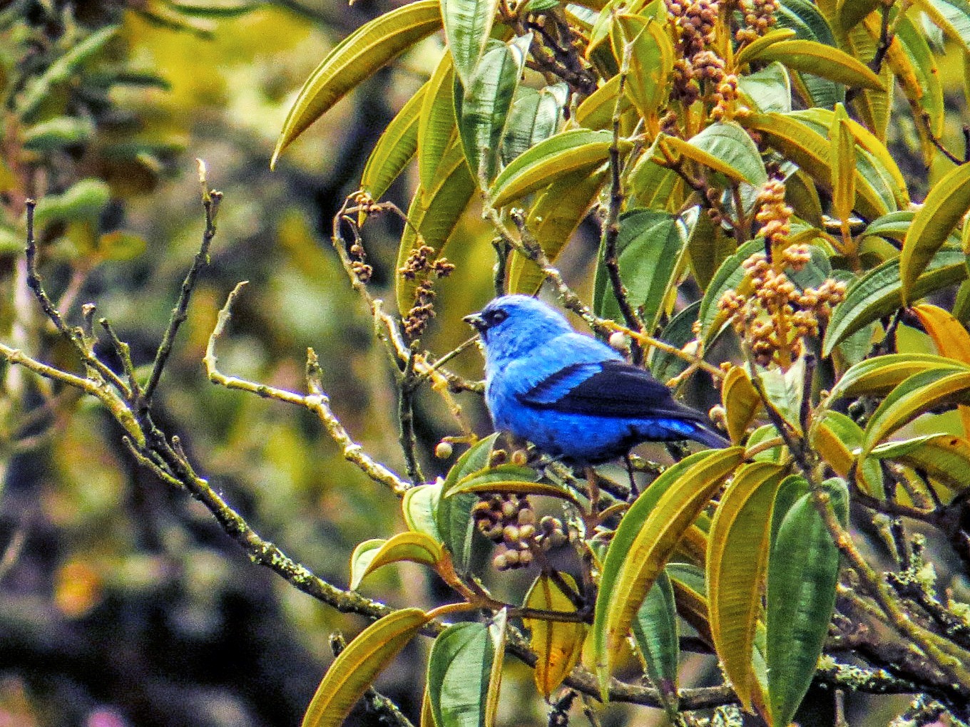 Blue-and-black Tanager - eBird