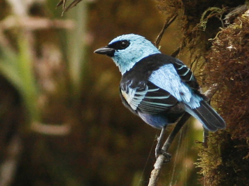 Blue-necked Tanager - eBird