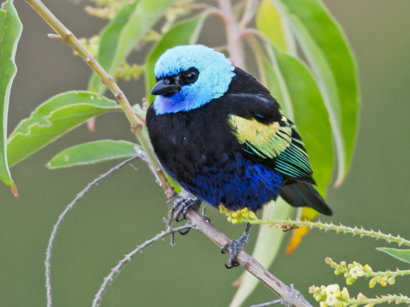 Blue-necked Tanager - eBird