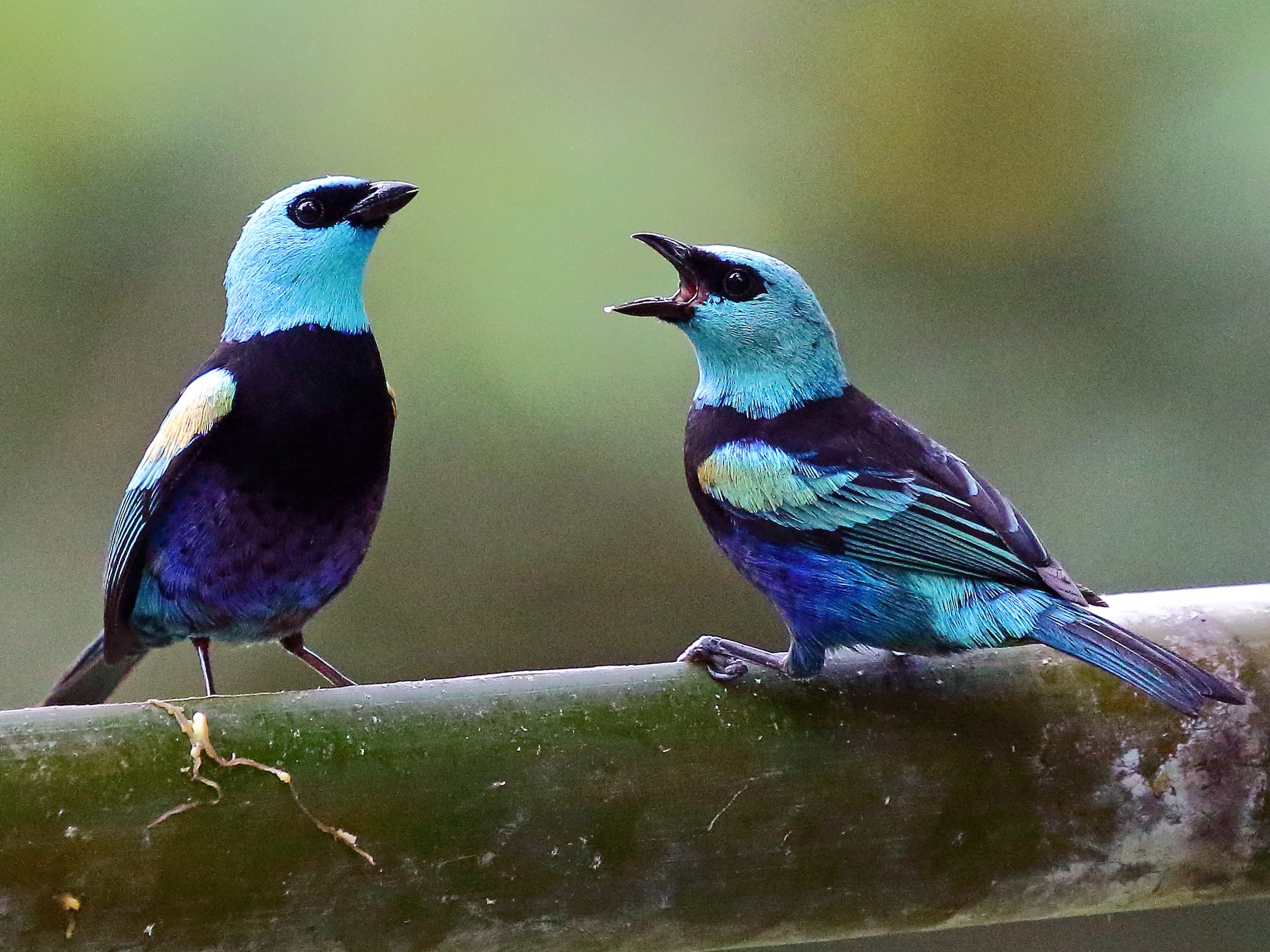 Blue-necked Tanager - eBird