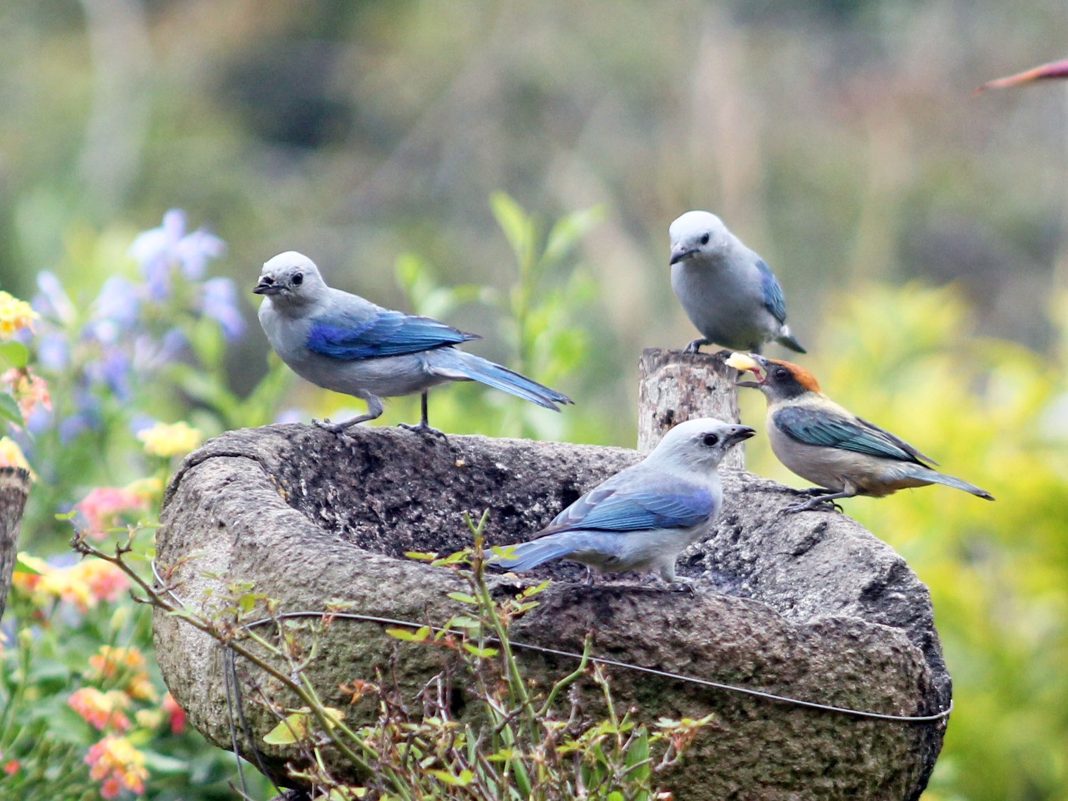 Scrub Tanager - eBird