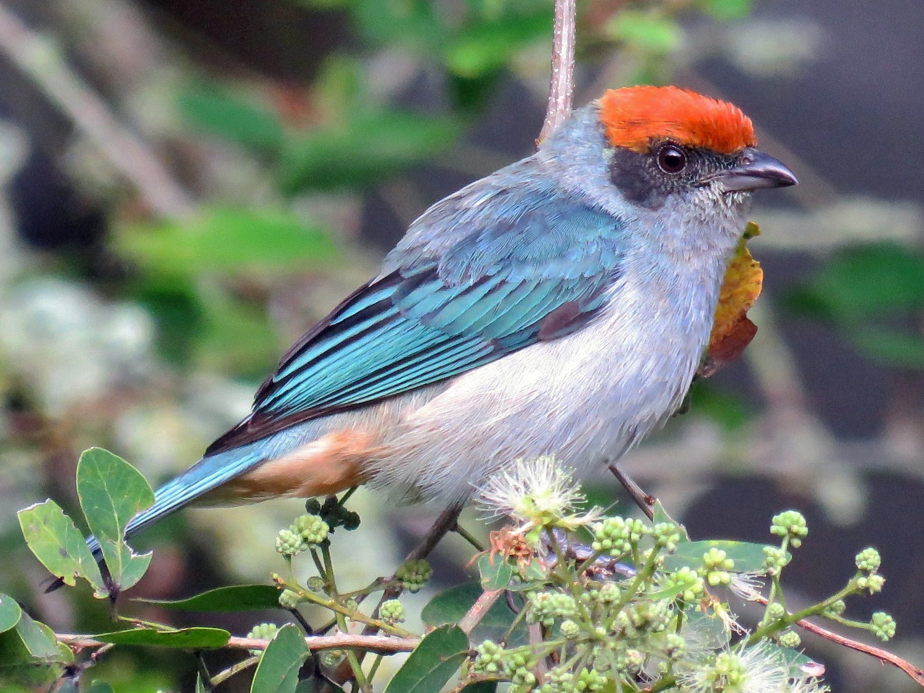 Scrub Tanager - eBird