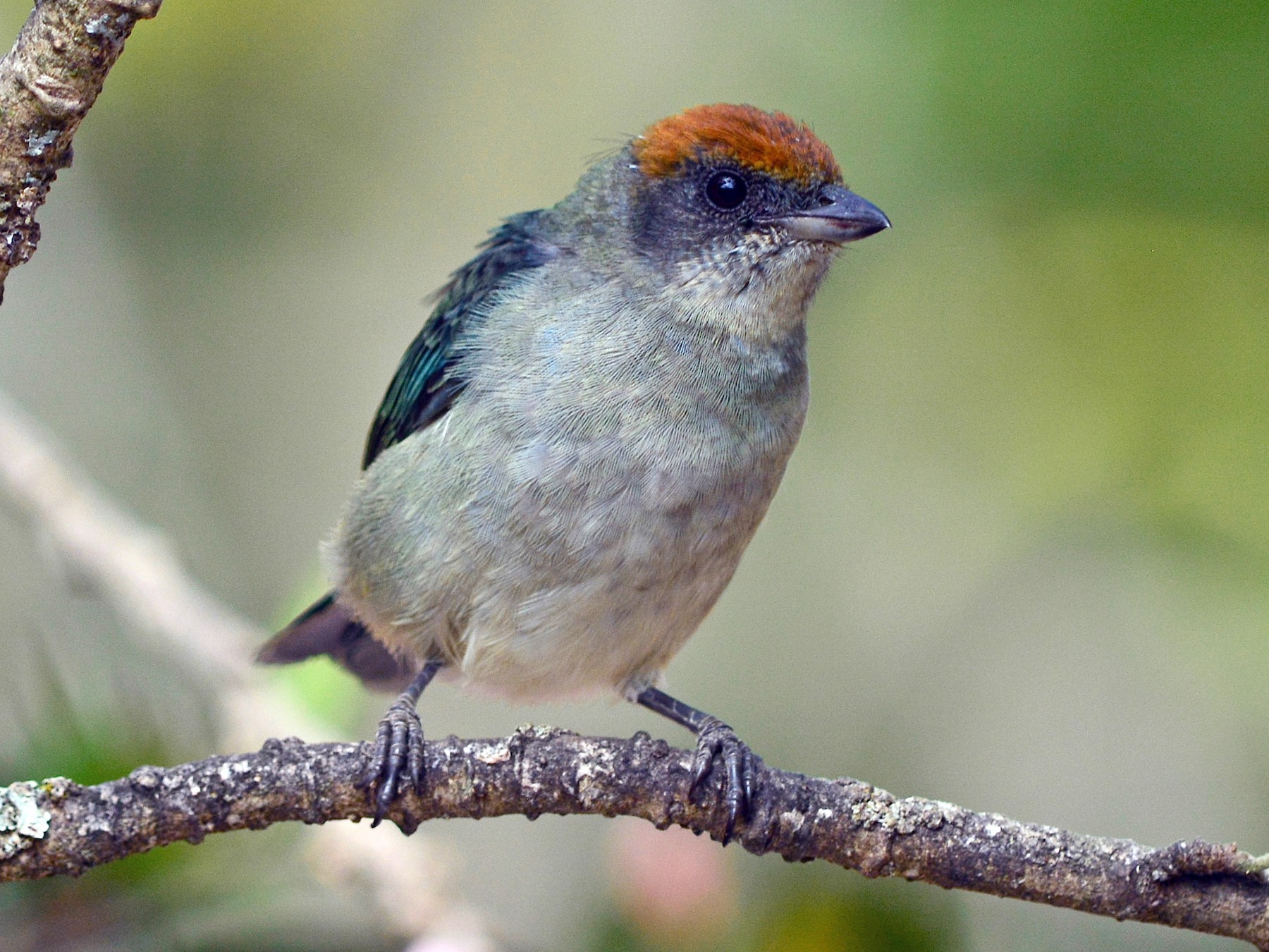 Scrub Tanager - eBird