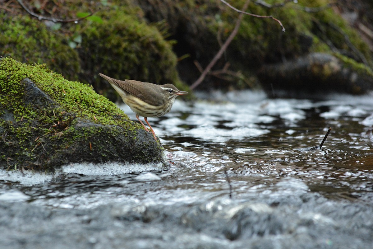 eBird Checklist - 22 Apr 2017 - Kelly Brook - Hampstead, NH - 10 species