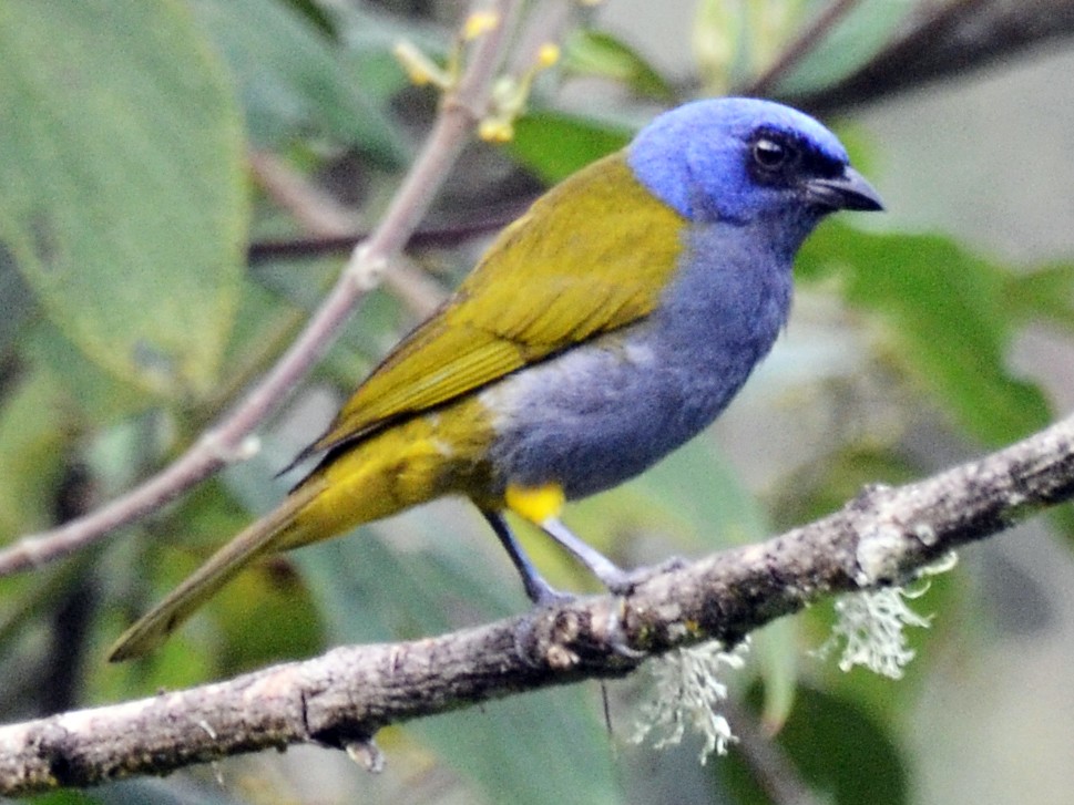 Blue-capped Tanager - eBird