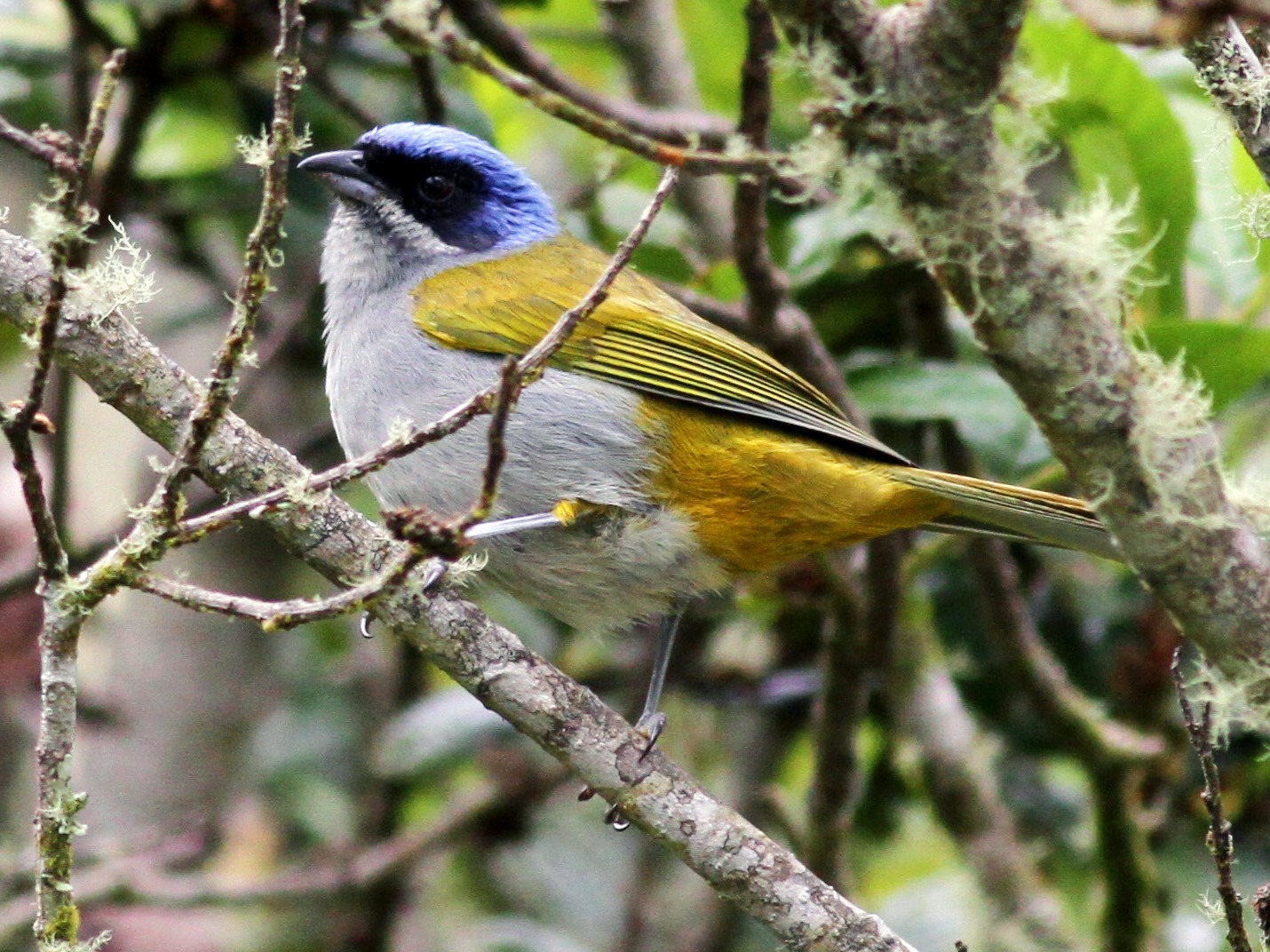 Blue-capped Tanager - eBird