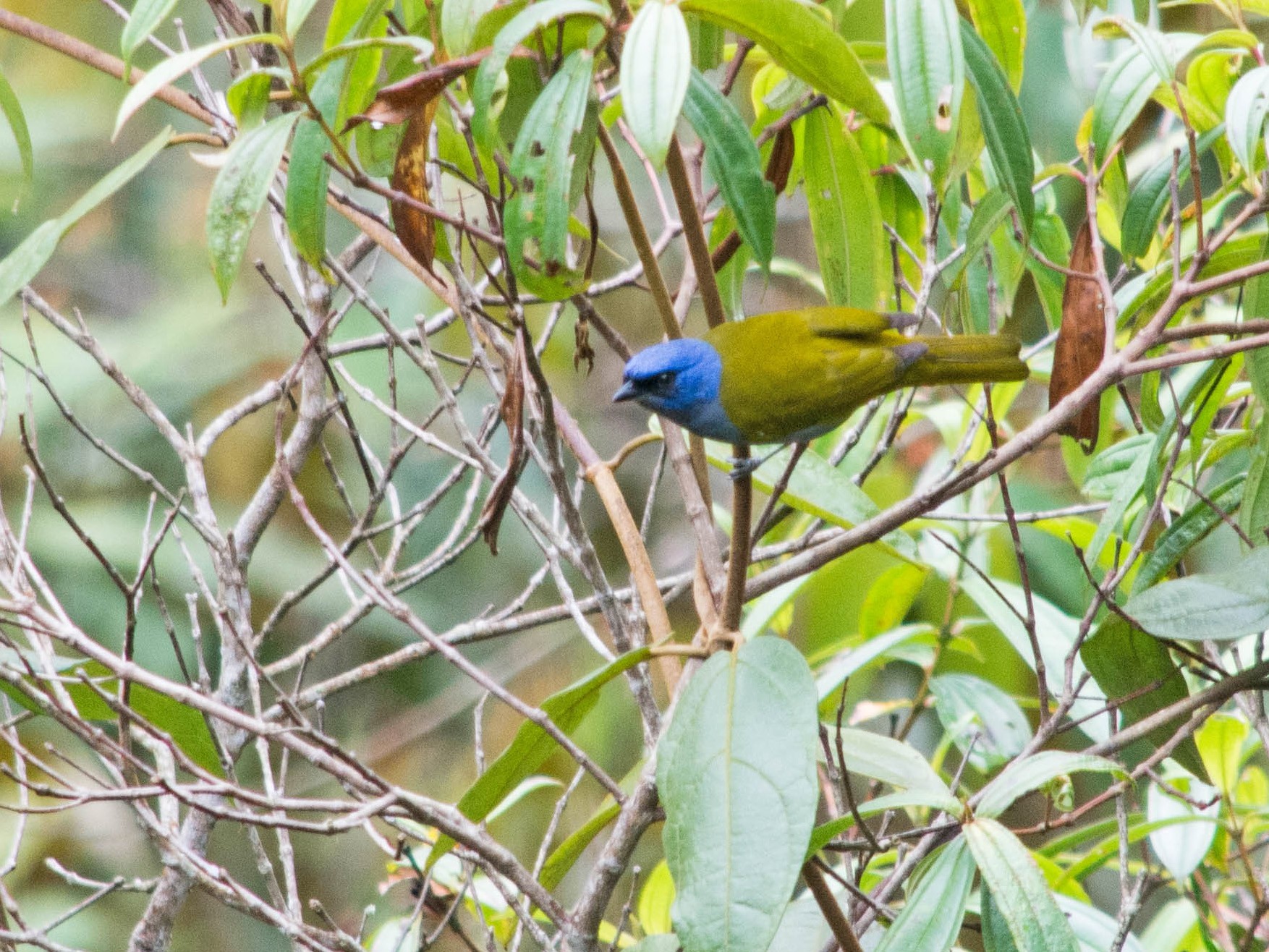 Blue-capped Tanager - eBird