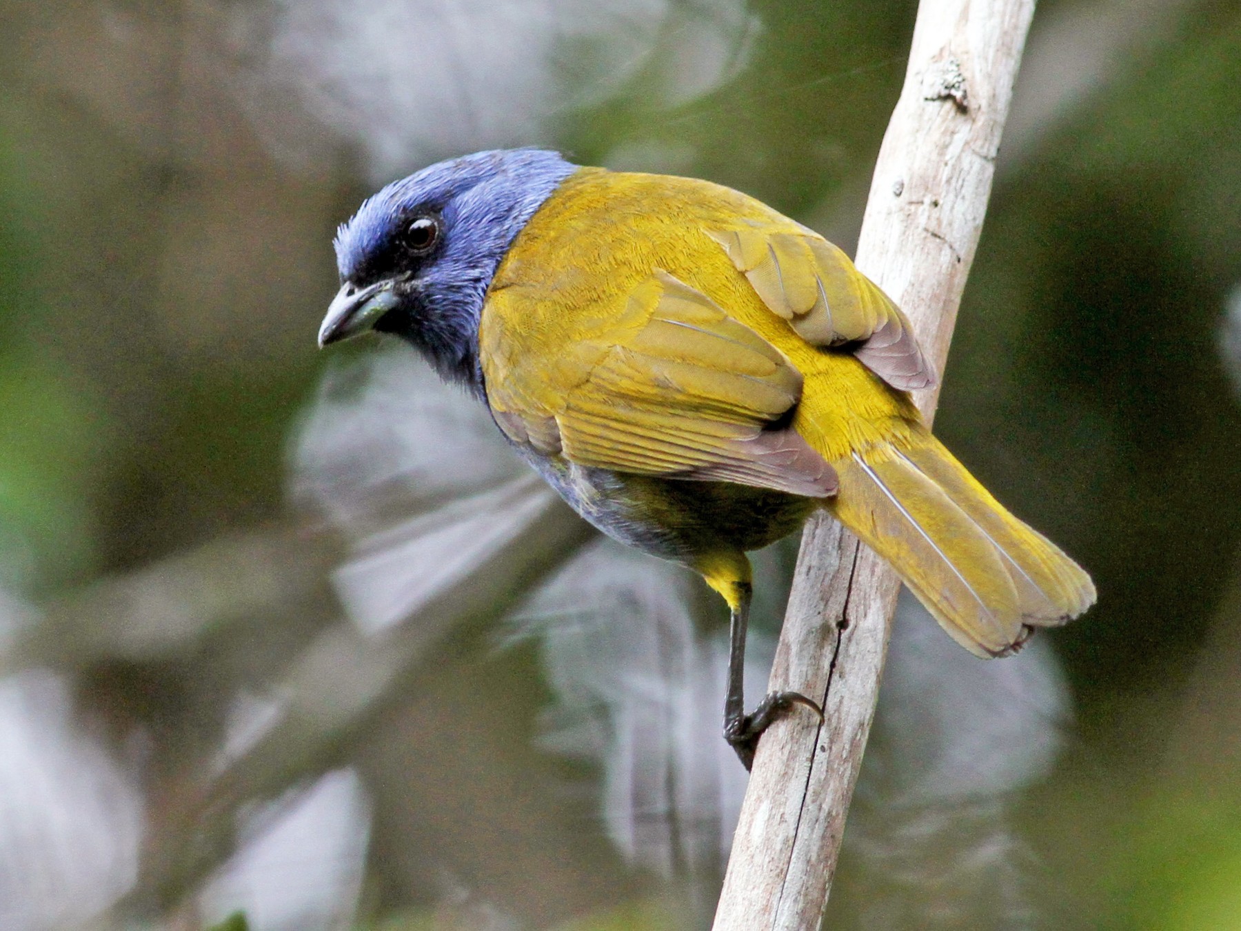 Azulejo Montañero - eBird