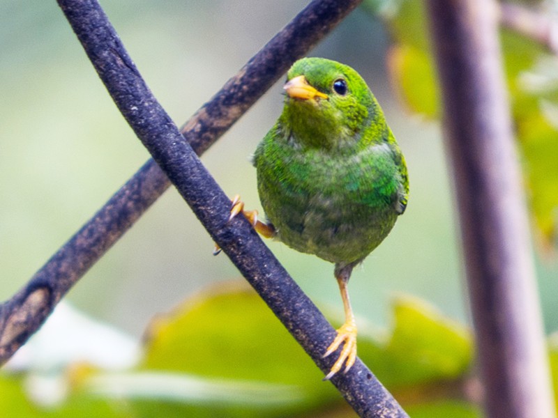 Multicolored Tanager - eBird