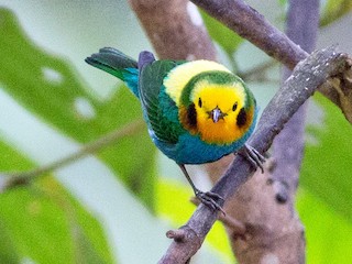Tangara Multicolor - eBird