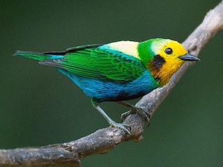 Tangara Multicolor - eBird