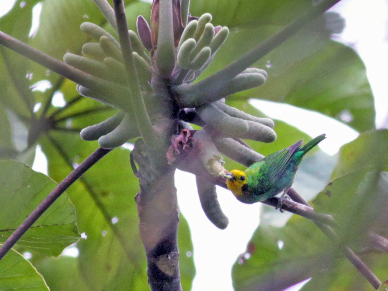 Multicolored Tanager - eBird