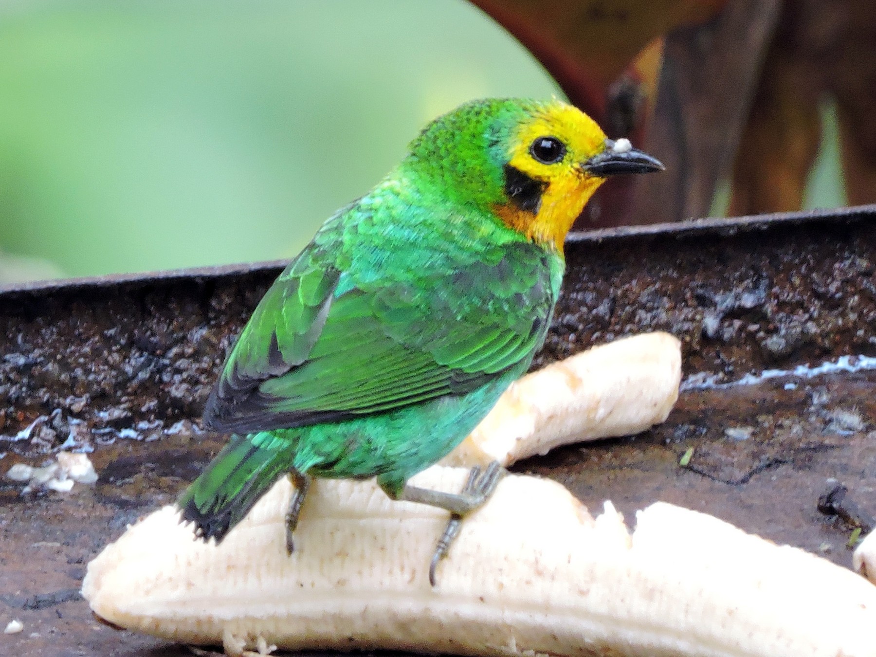 Multicolored Tanager - eBird