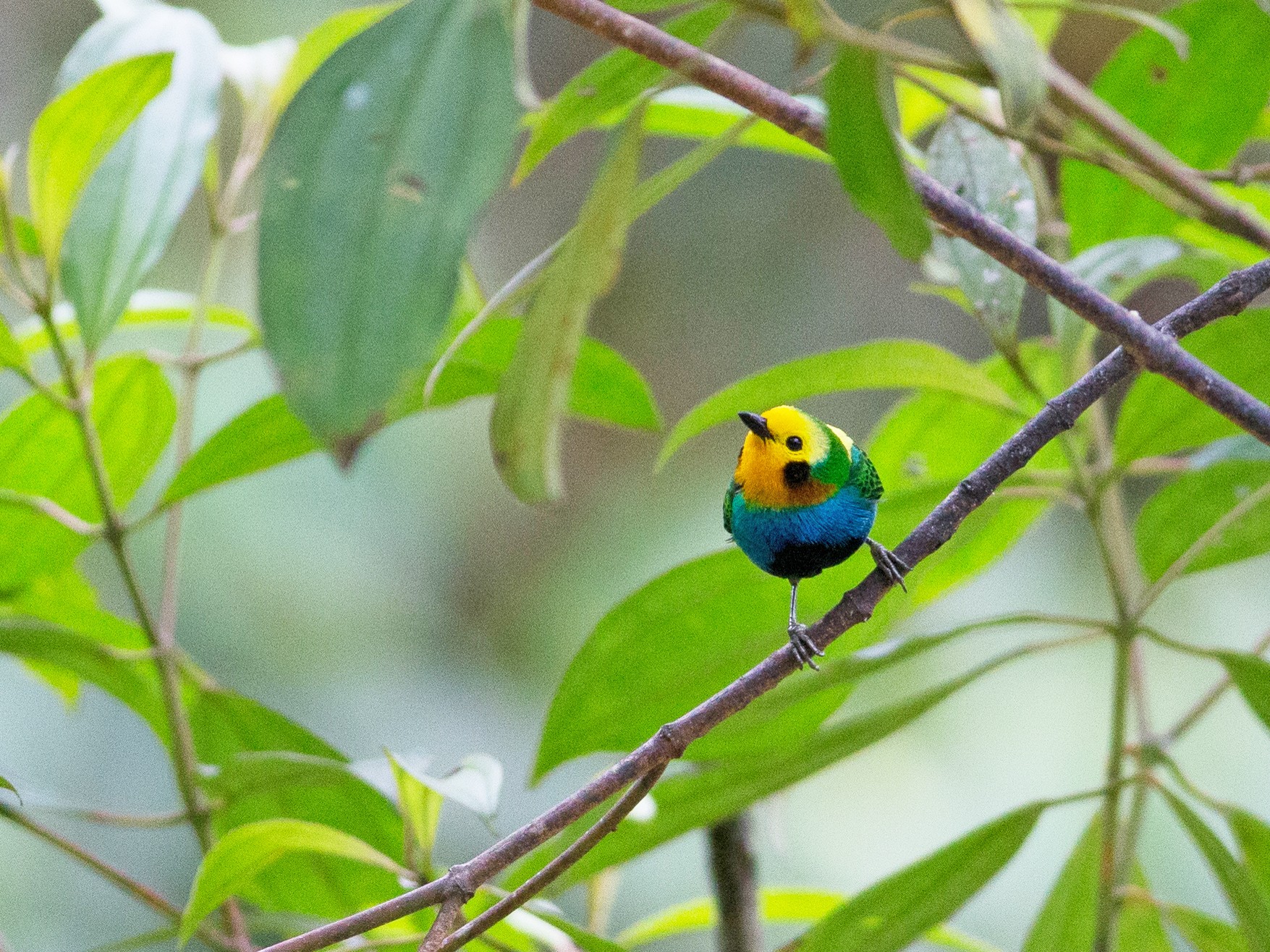 Multicolored Tanager - eBird