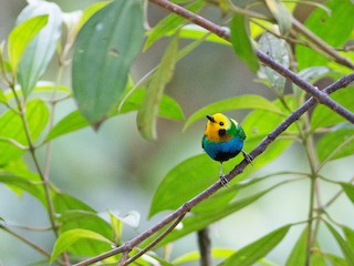 Tangara Multicolor - eBird