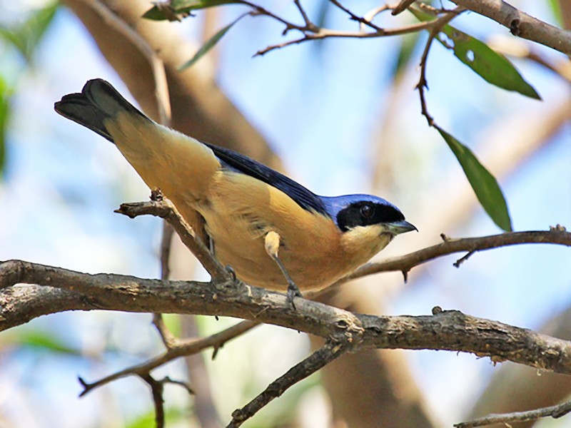 Fawn-breasted Tanager - eBird