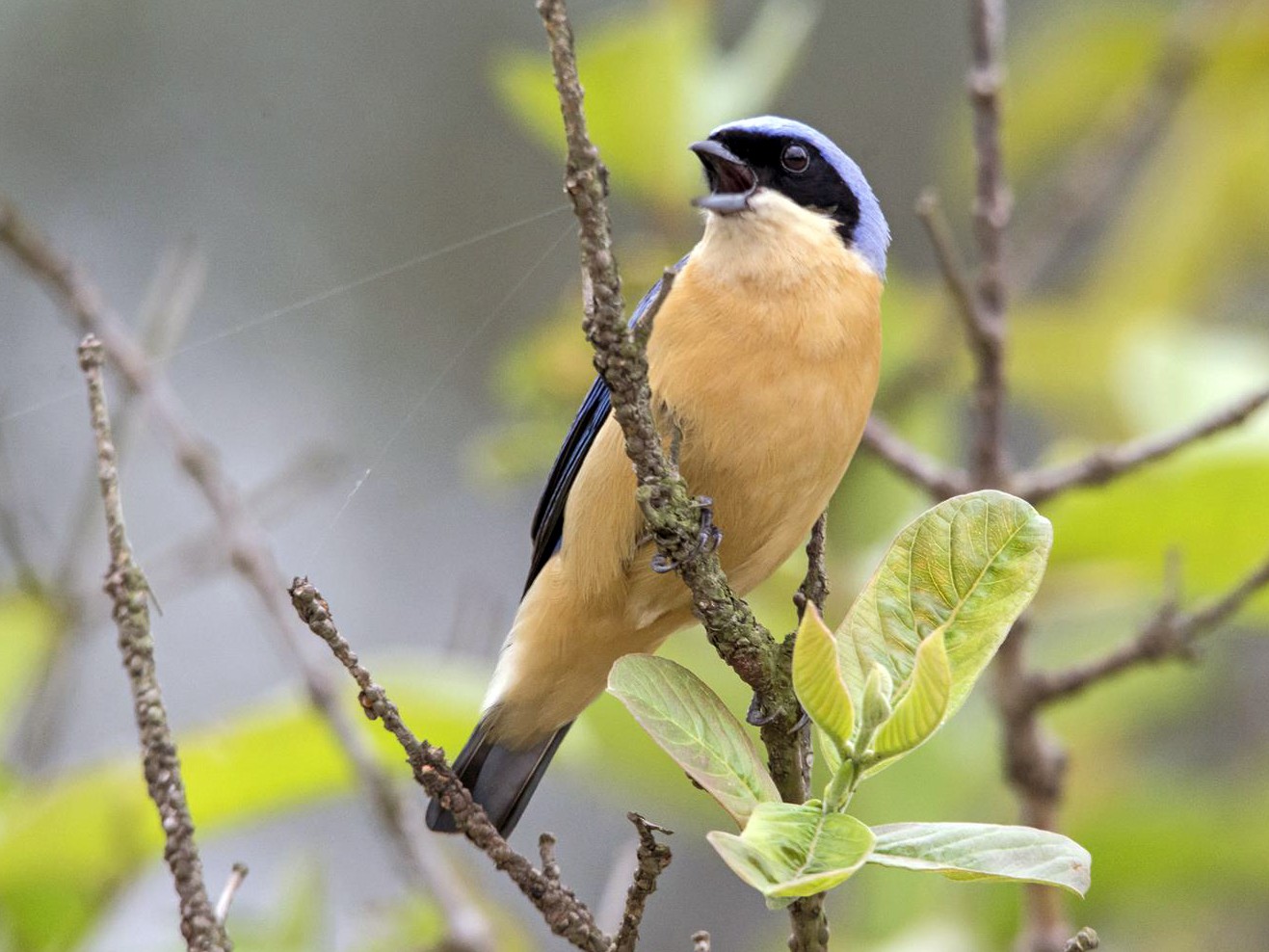 Fawn-breasted Tanager - eBird