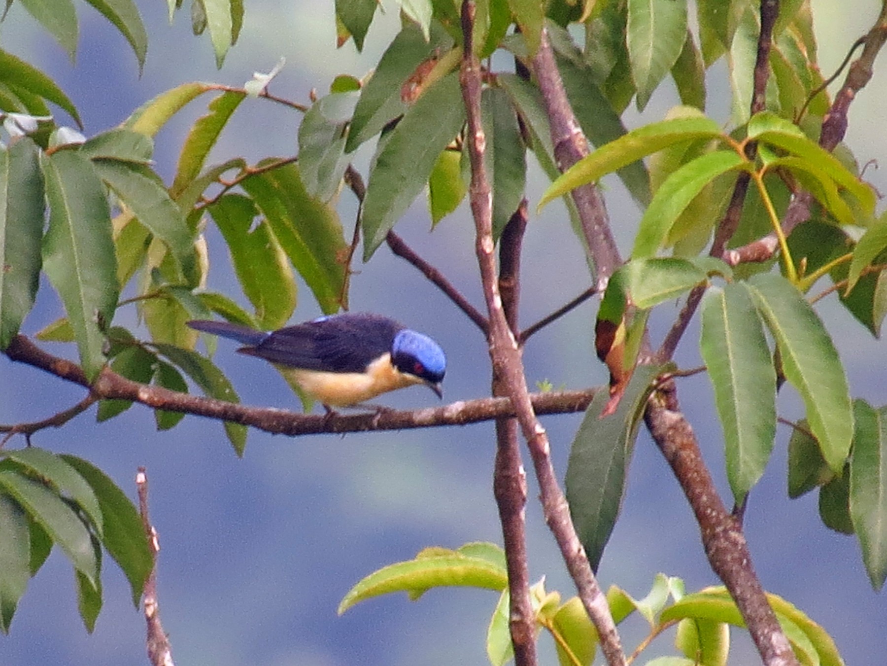 Fawn-breasted Tanager - eBird