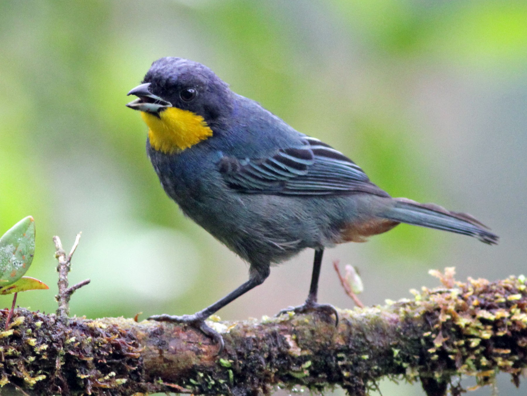Purplish-mantled Tanager - eBird