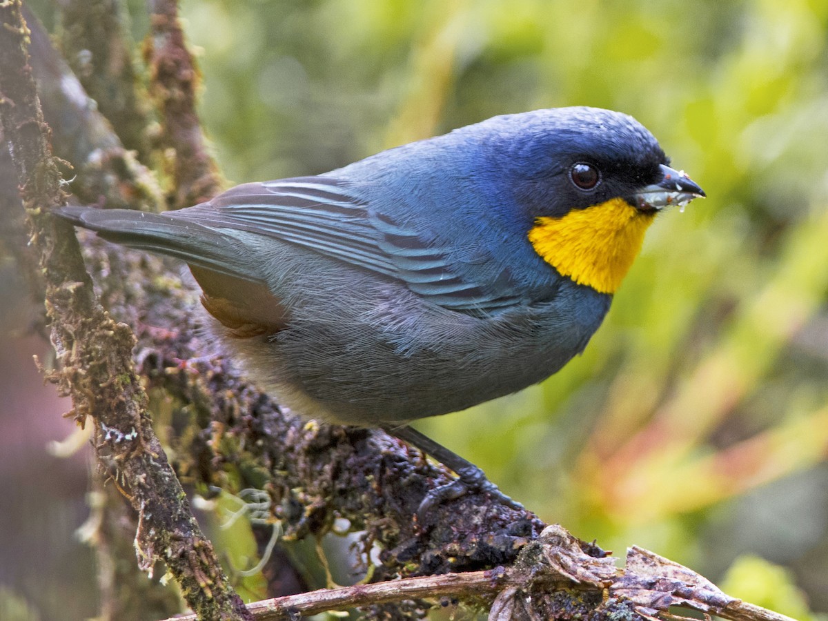 Purplish-mantled Tanager - Iridosornis porphyrocephalus - Birds of the ...