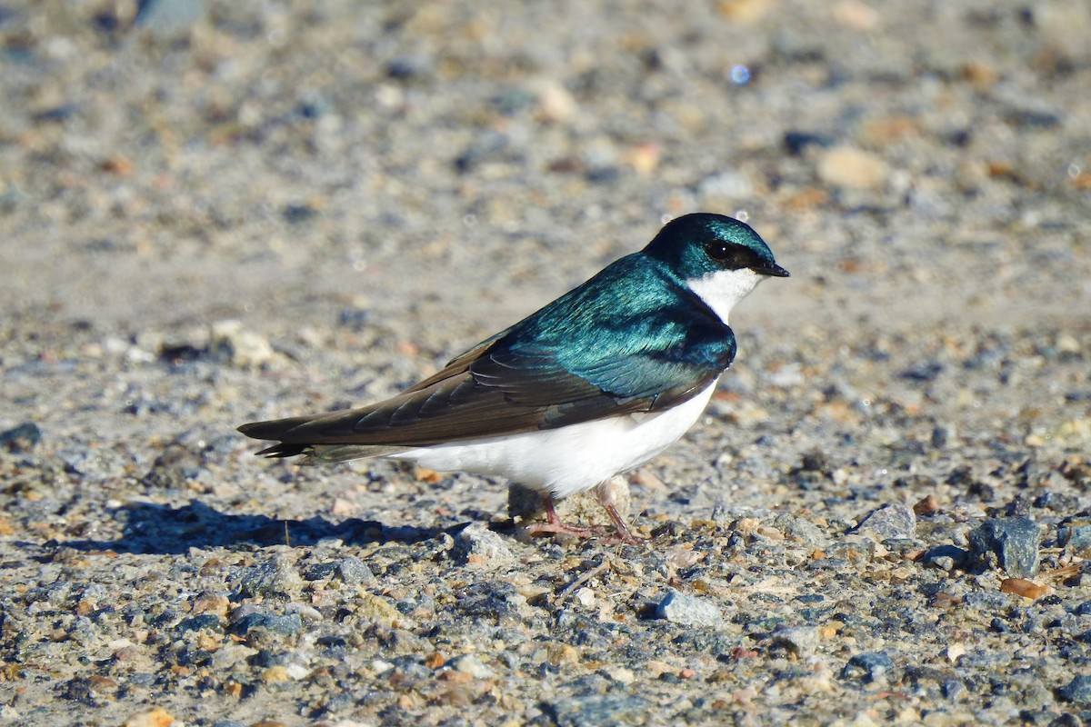 eBird Checklist - 10 Apr 2023 - Whedbee Carroll Lane - 4 species