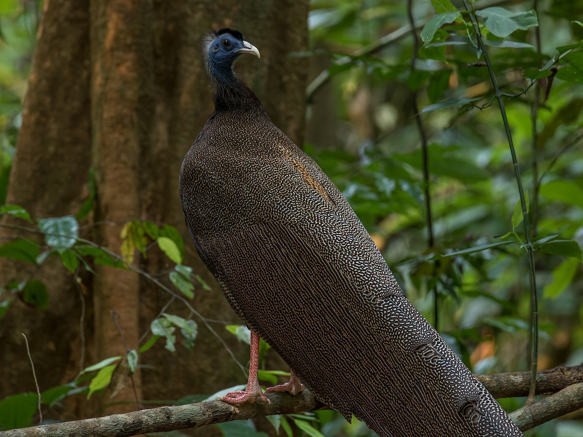 eBird Checklist - 10 Apr 2023 - Si Phang-nga NP--Great Argus hide ...