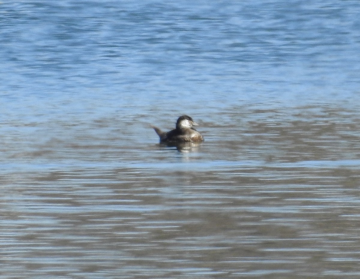 eBird Checklist - 10 Apr 2023 - Exeter WWTP (CLOSED past gate. View ...