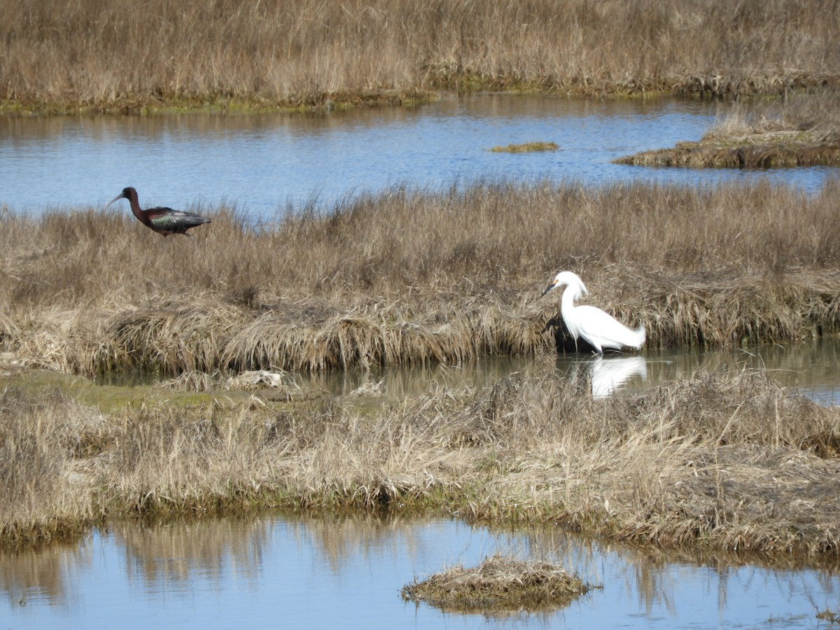 New York Breeding Bird Atlas Checklist - 10 Apr 2023 - Lido Beach ...