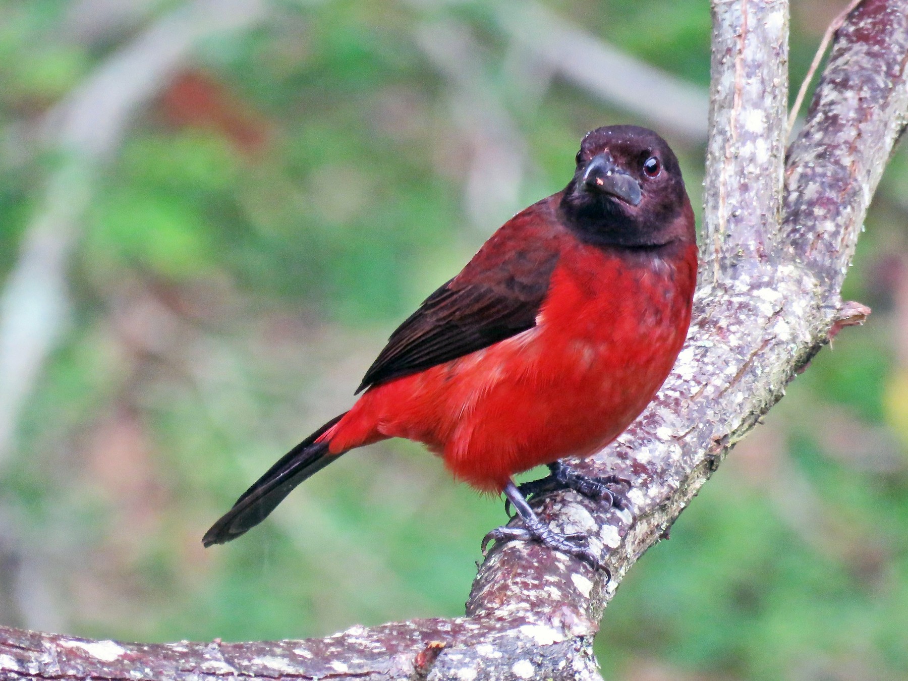 Crimson-backed Tanager - eBird