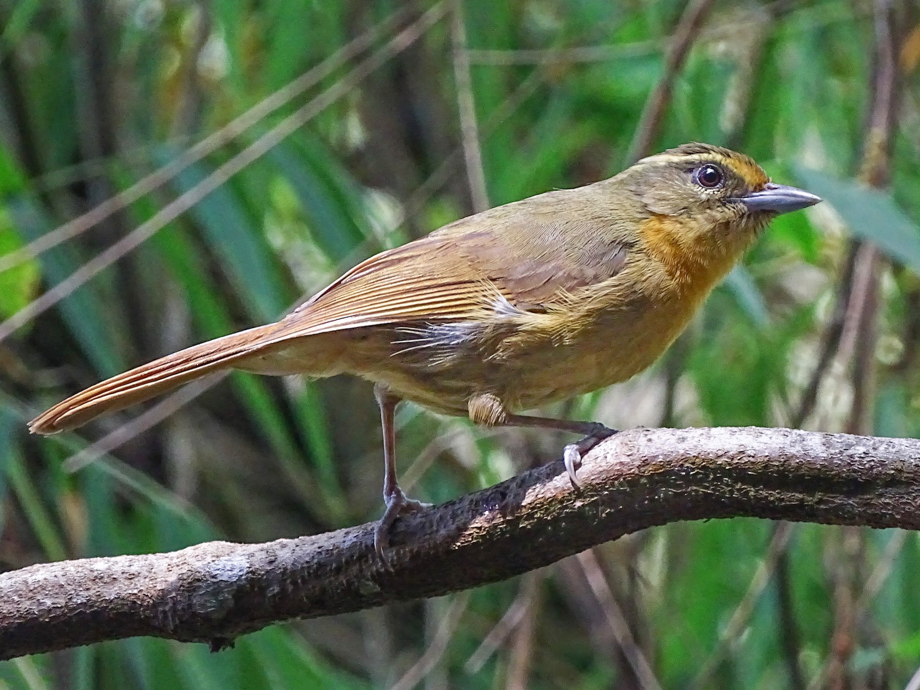 Oleaginous Hemispingus - eBird